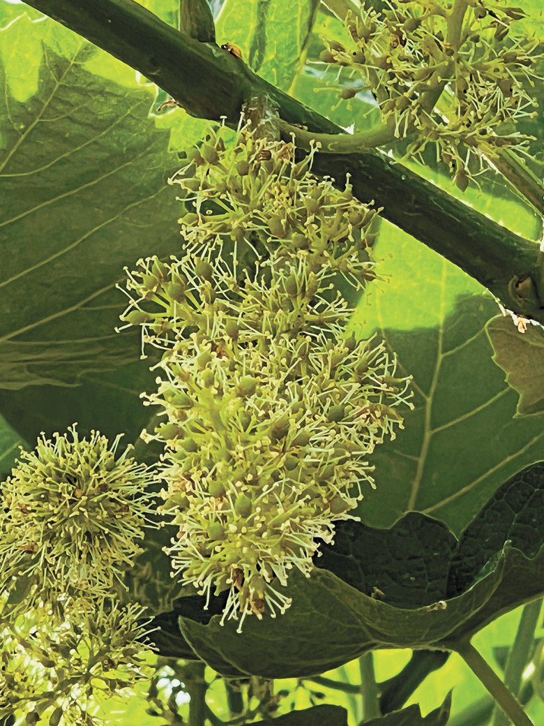 Weather, Climate and Wine: Bloom Boom