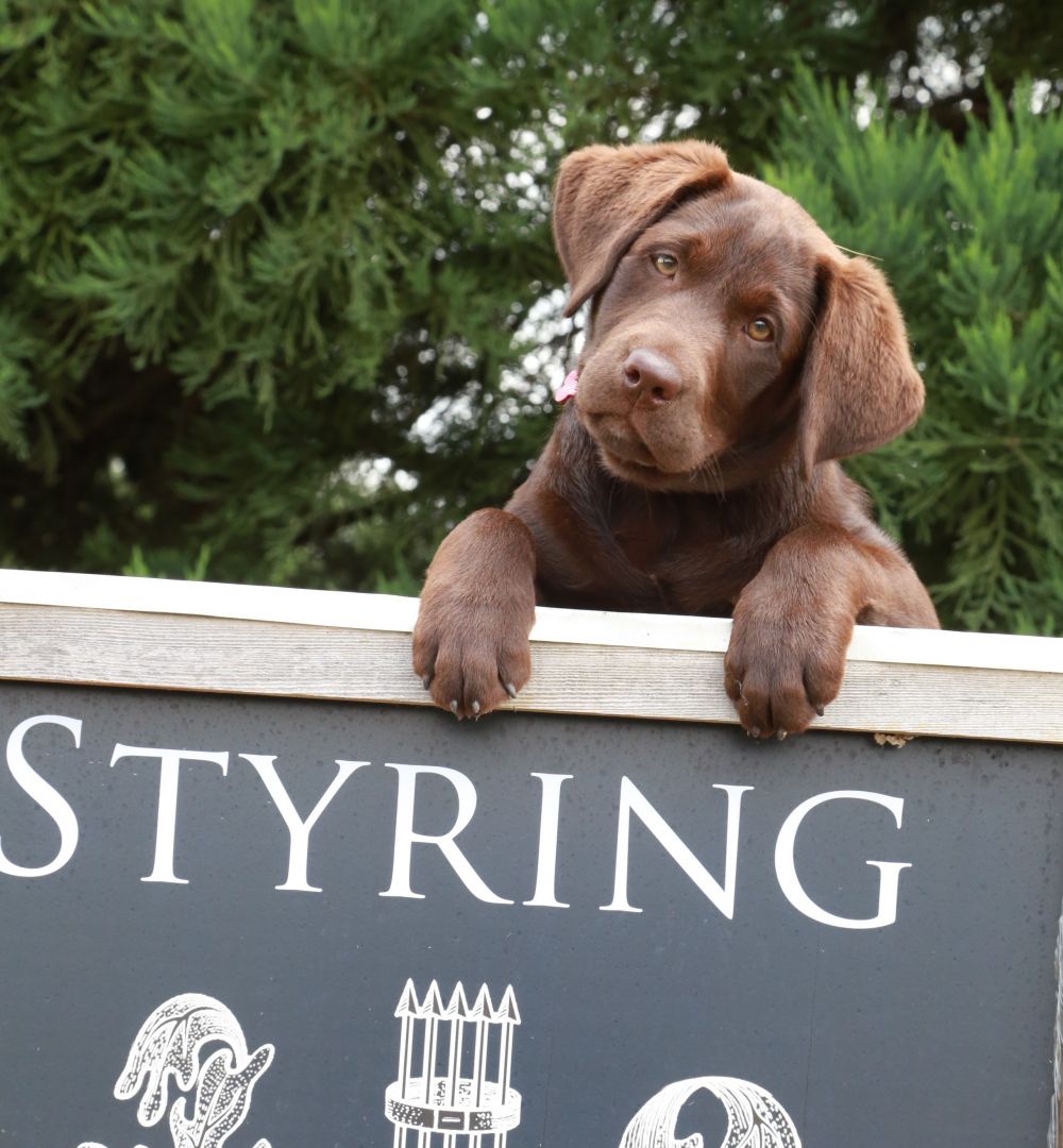 Saturdays at Styring Vineyards & Winery