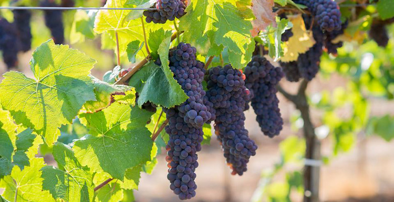Getting the Willamette Valley Right